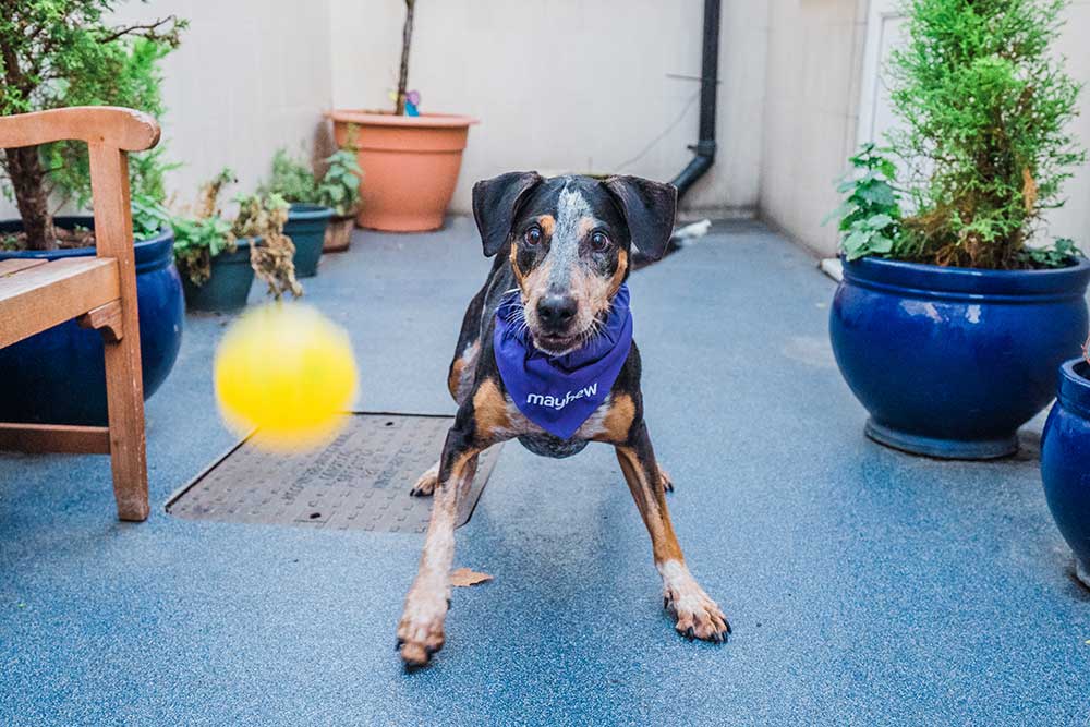 Working hard to keep our dogs enriched and entertained - Mayhew