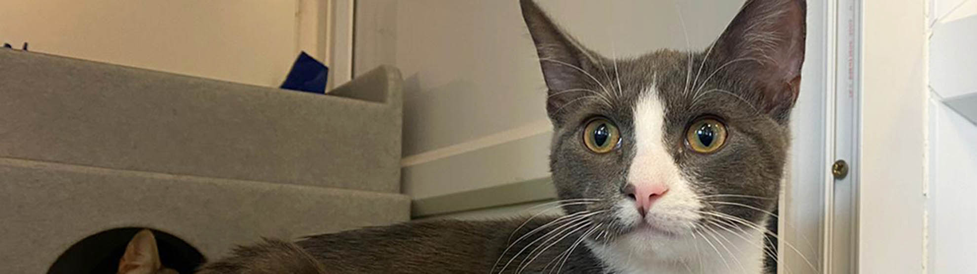 Rescued kittens find themselves in quarantine - Mayhew