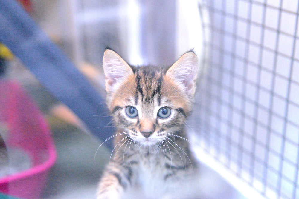 Cheeky tabby cat finds shelter with strangers to givebirth safely - Mayhew