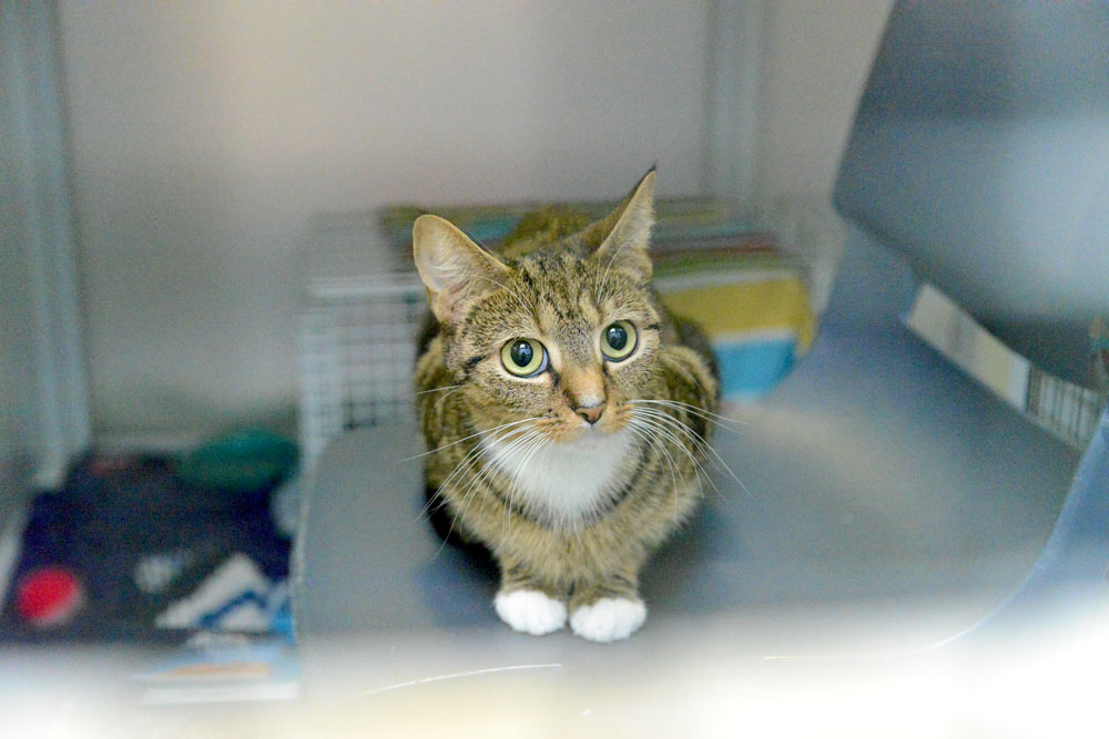 Cheeky tabby cat finds shelter with strangers to givebirth safely - Mayhew