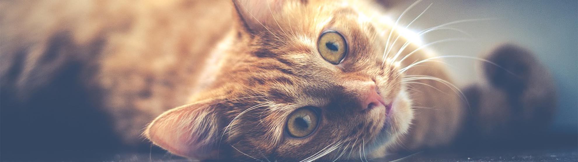 Meet the feline friends behind these famous faces - Mayhew