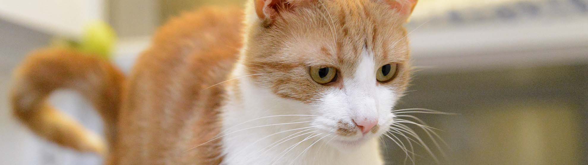 Starving stray cat resorts to desperate measures to find food - Mayhew