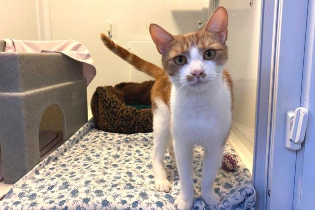Starving stray cat resorts to desperate measures to find food - Mayhew