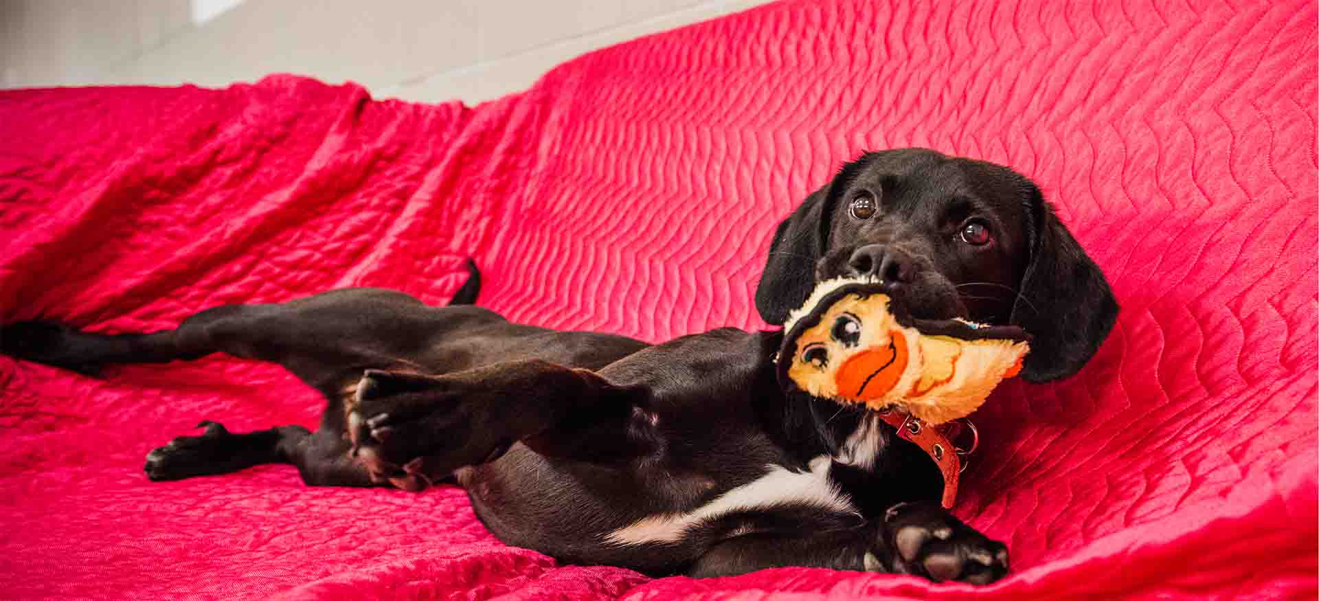 Mayhew begins search for new CEO - Mayhew