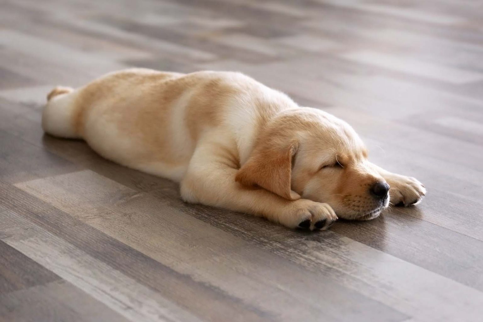 What does your pet's sleeping position mean? - Mayhew