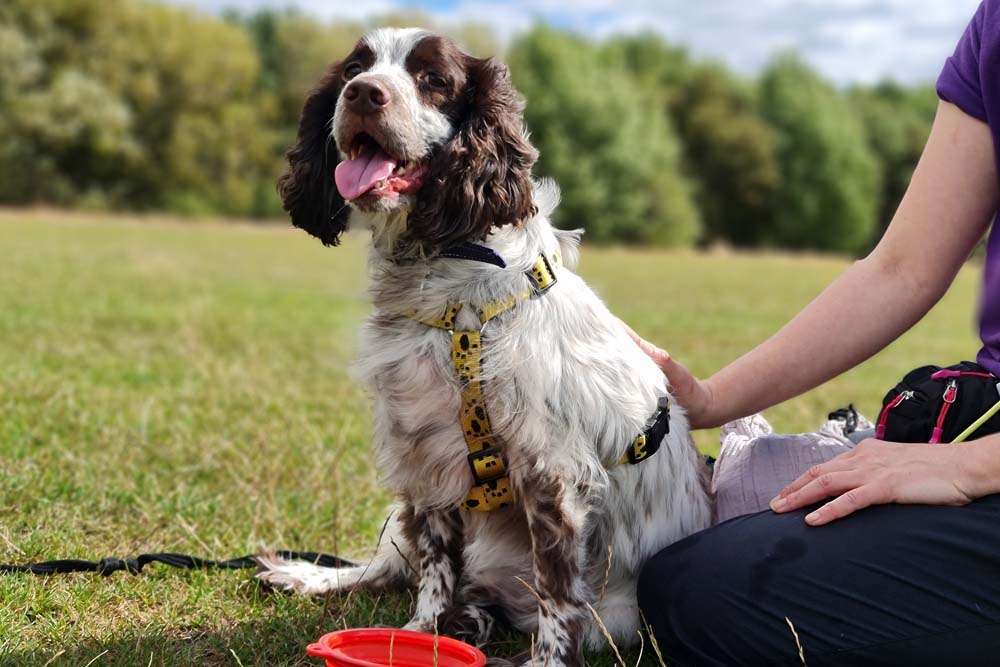 The best dog walks in London - Mayhew