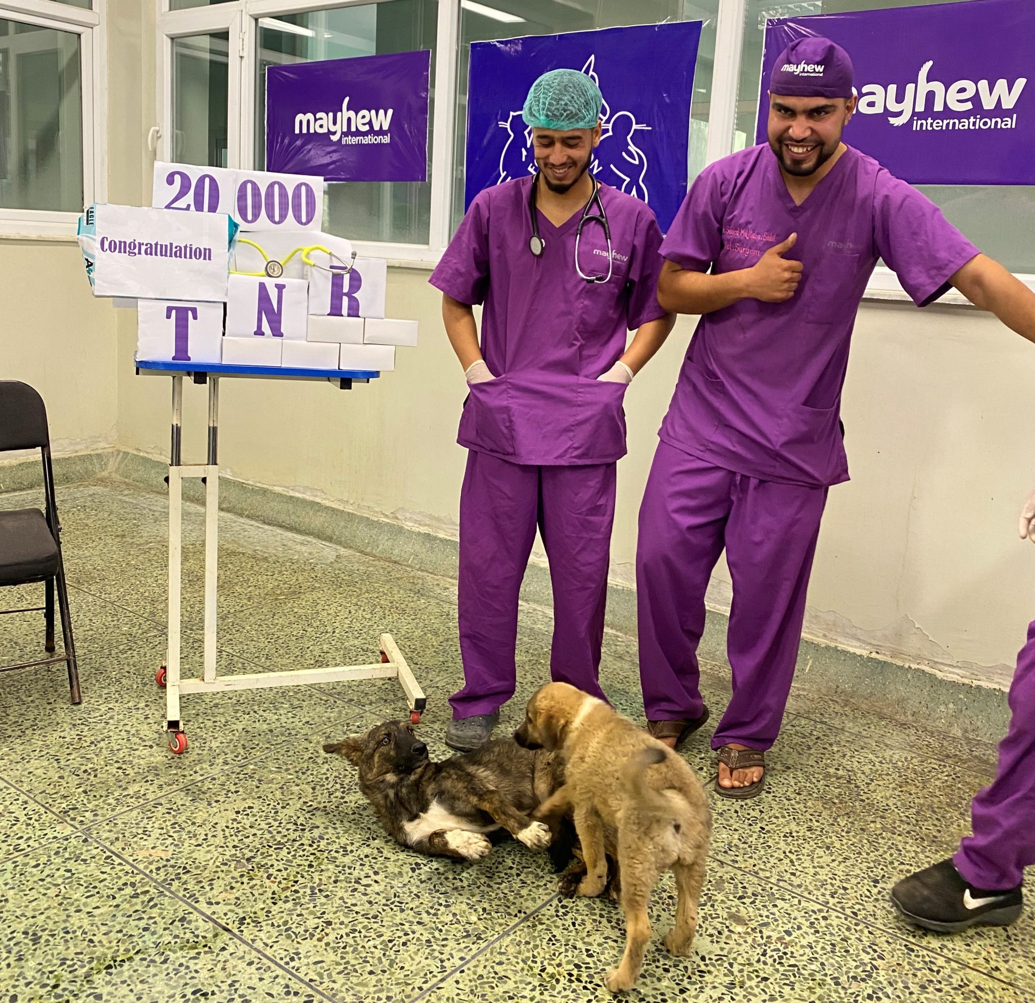 Mayhew Afghanistan milestone reached – 20,000 dogs neutered in two ...