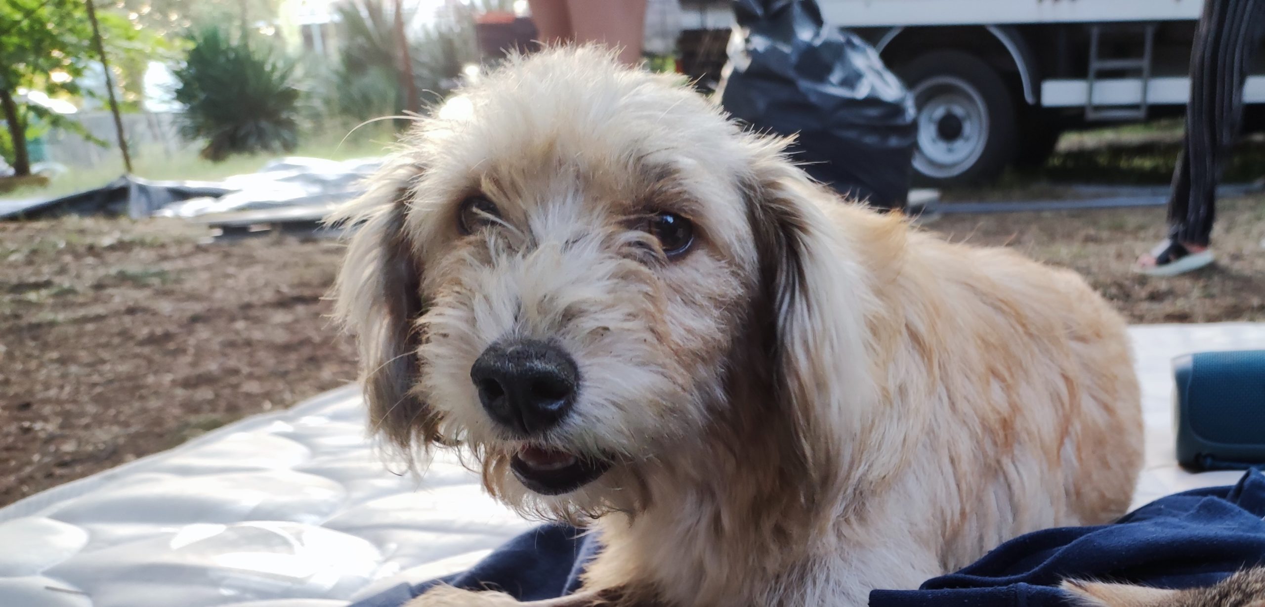 Mayhew Georgia hits its 2021 dog neutering target - Mayhew