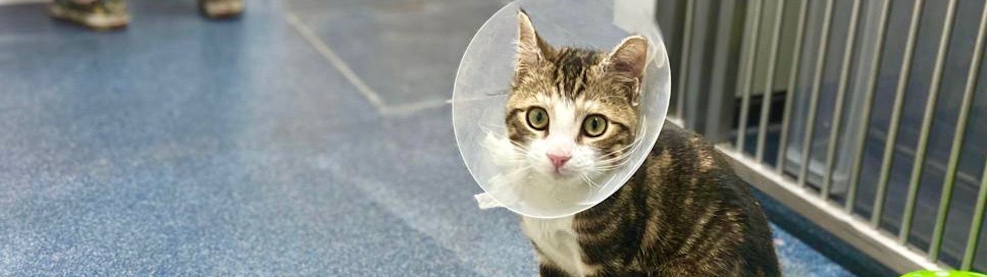 Abandoned cat Anton loses his tail - Mayhew