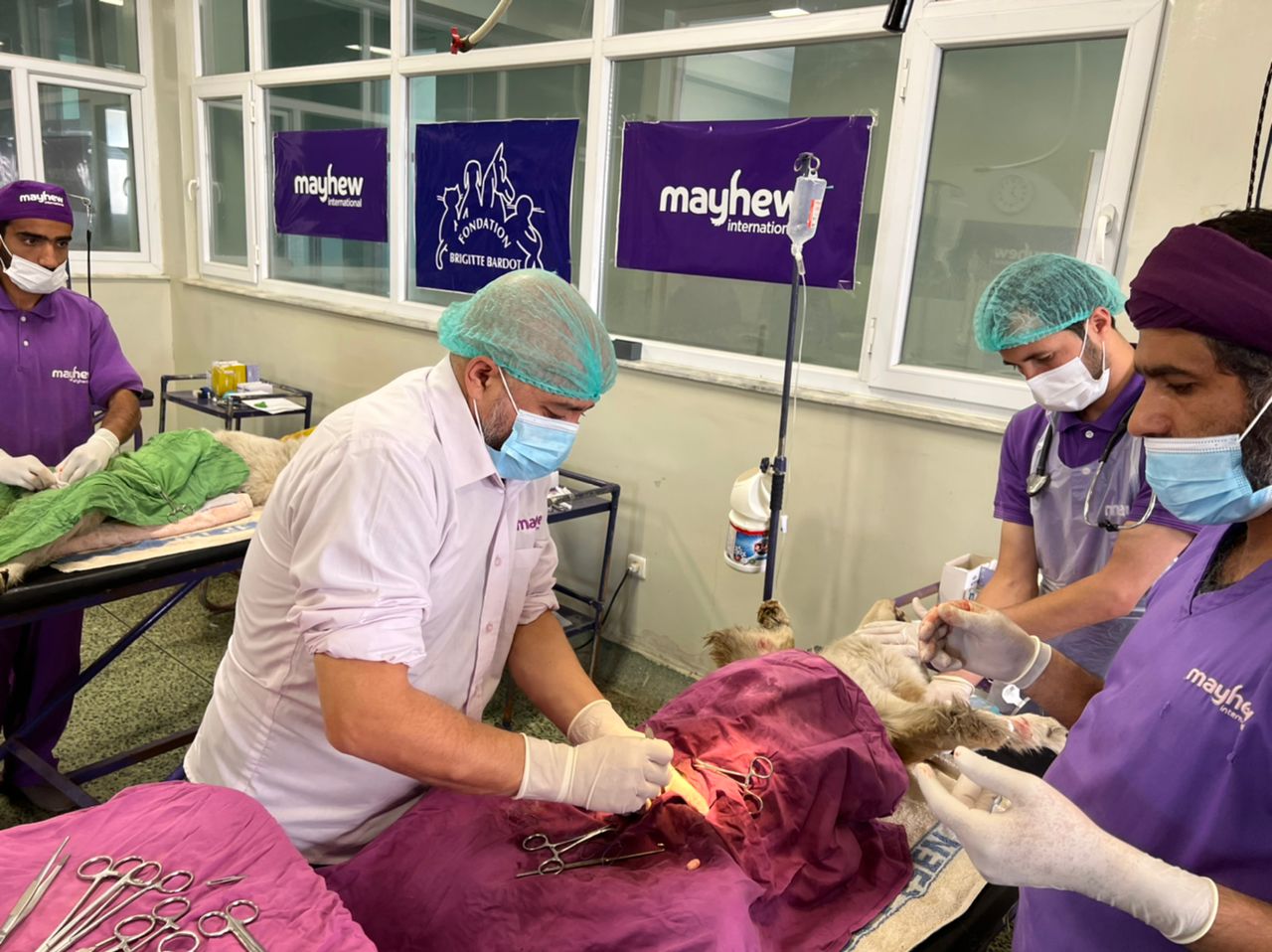 Mayhew Afghanistan Neuters 30,000 Dogs in Kabul - Mayhew