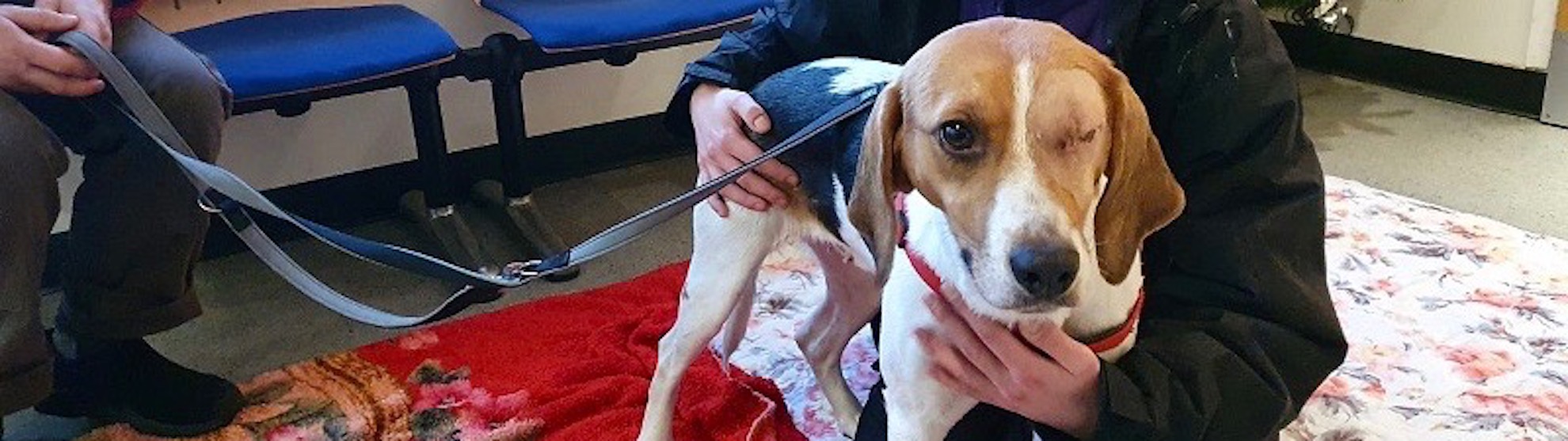 We love Mill Lane Vets! - Mayhew