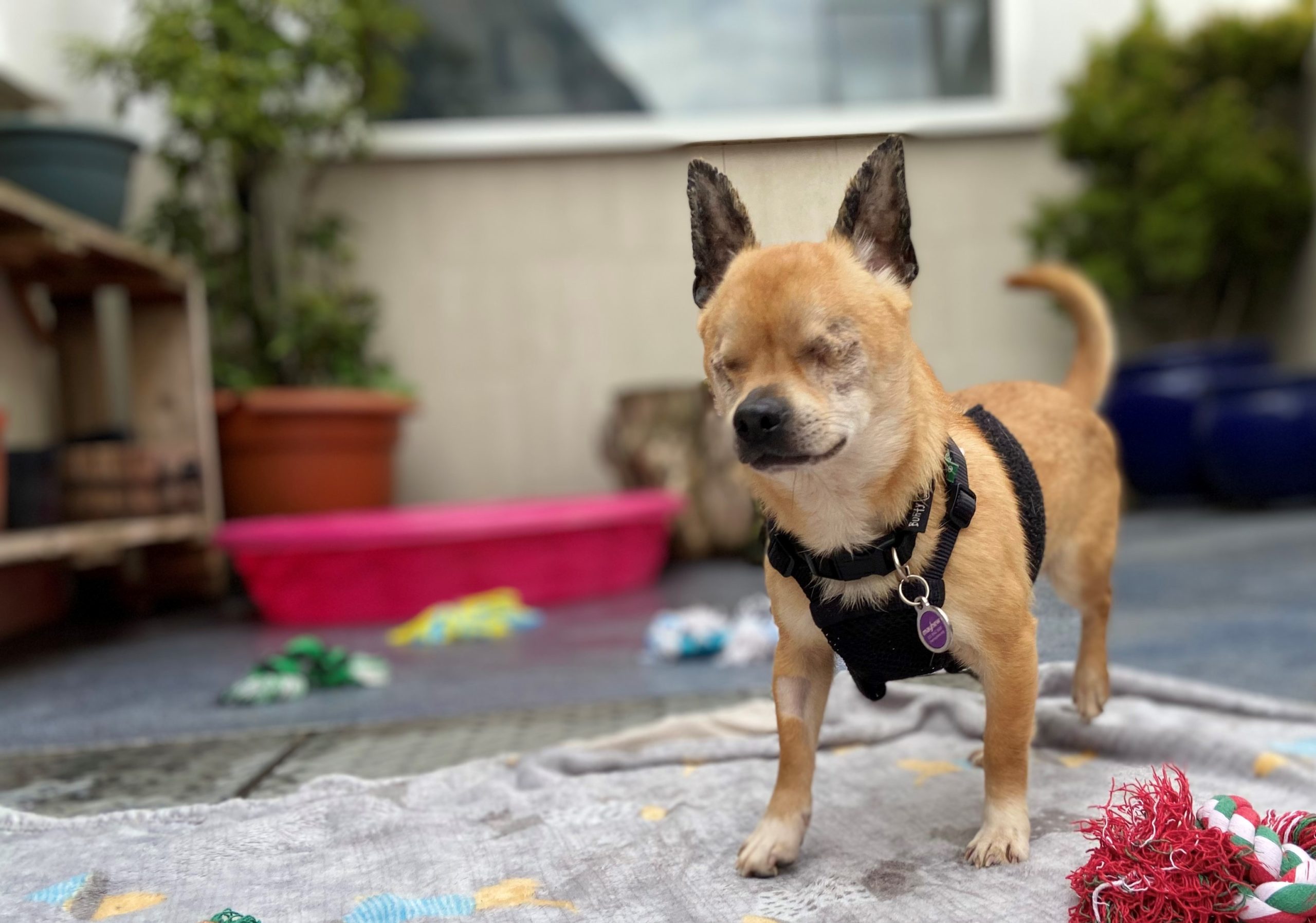 Blind dog Fred's special journey to a brighter future!