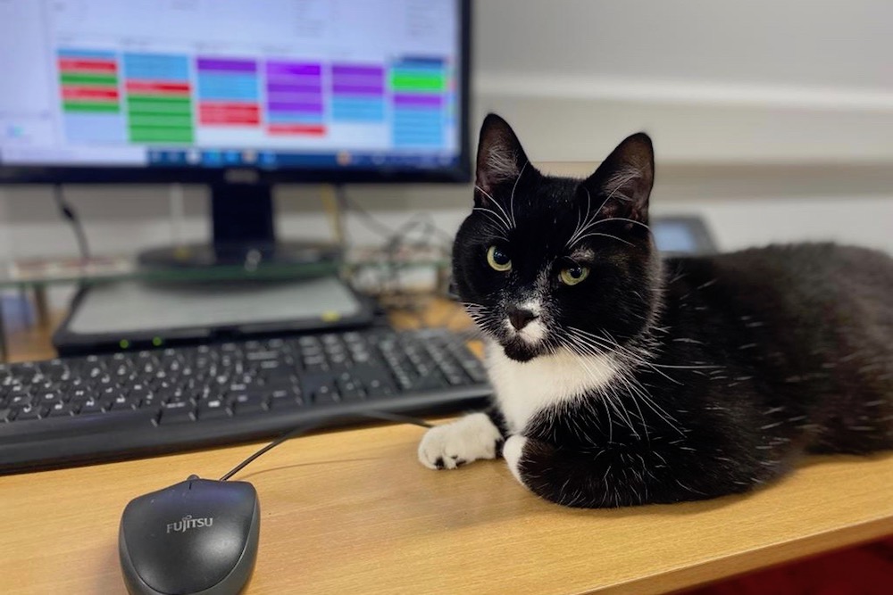 An interview with a cat foster carer - Mayhew