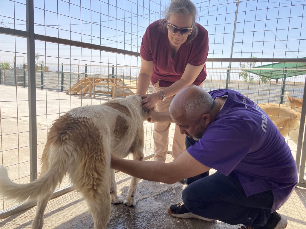 Mayhew International helps animals and vets in Iraq - Mayhew