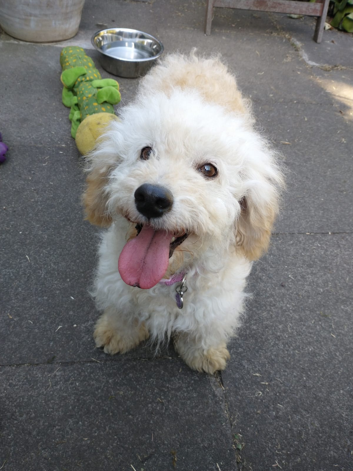 Dog saved from drowning in London canal now has loving ‘fur ever’ home ...