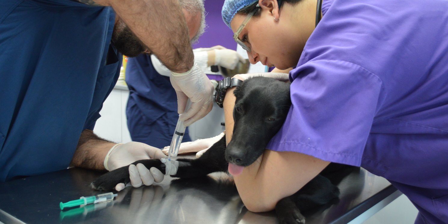 A neutering walk through with Mayhew Georgia - Mayhew