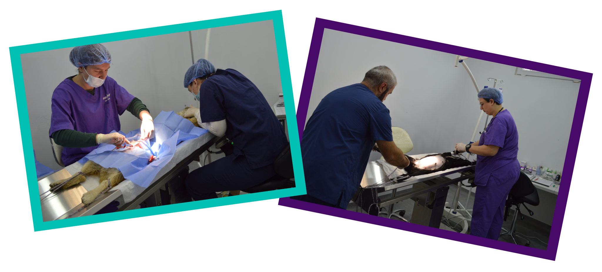 A neutering walk through with Mayhew Georgia - Mayhew