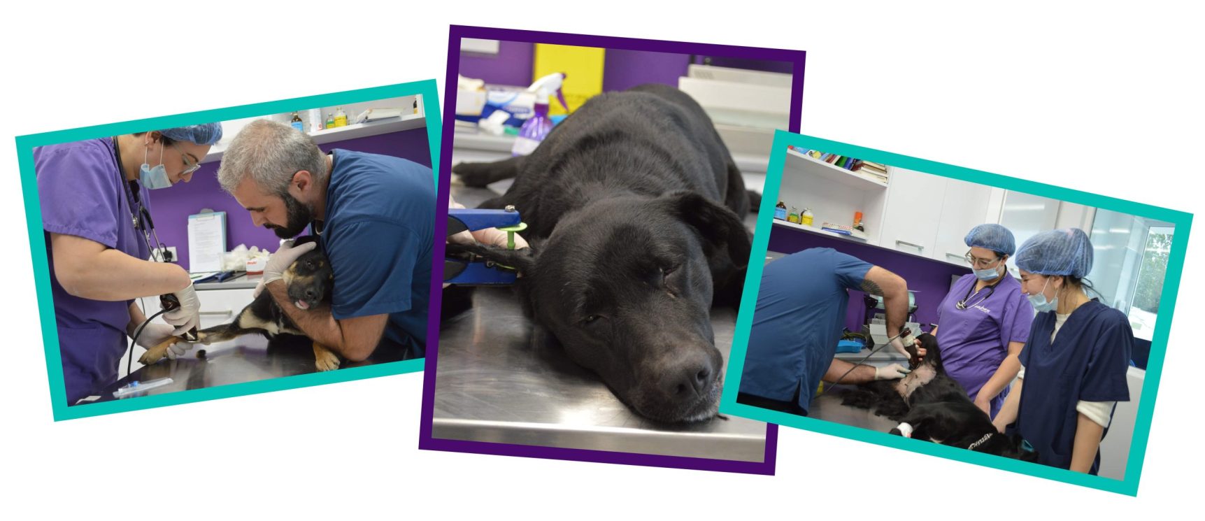 A neutering walk through with Mayhew Georgia - Mayhew