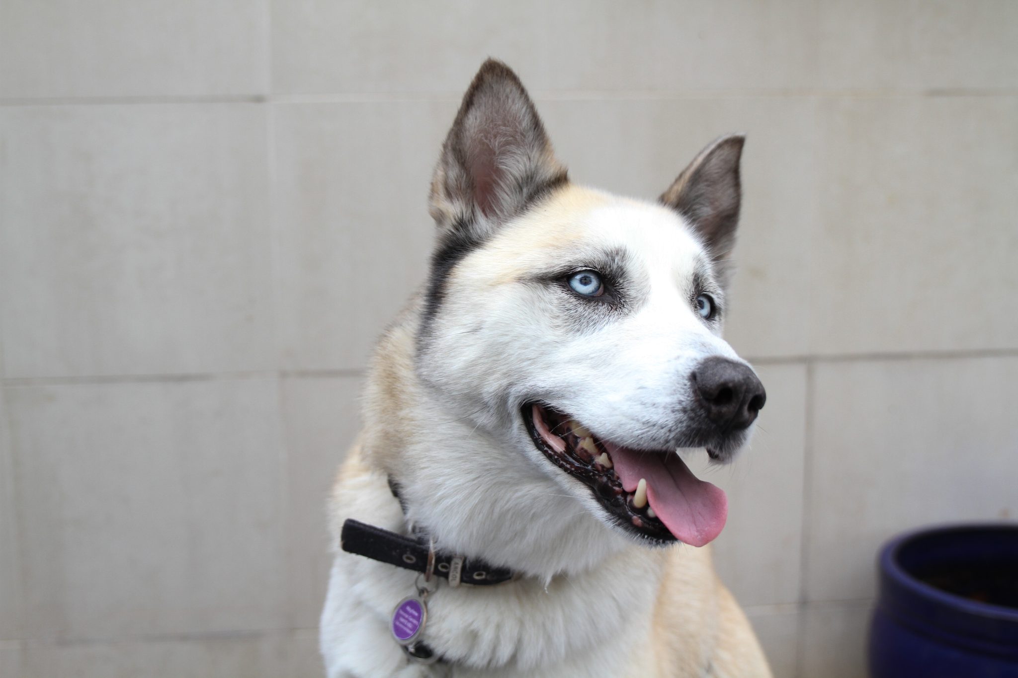 Celebrating International Dog Day - Mayhew