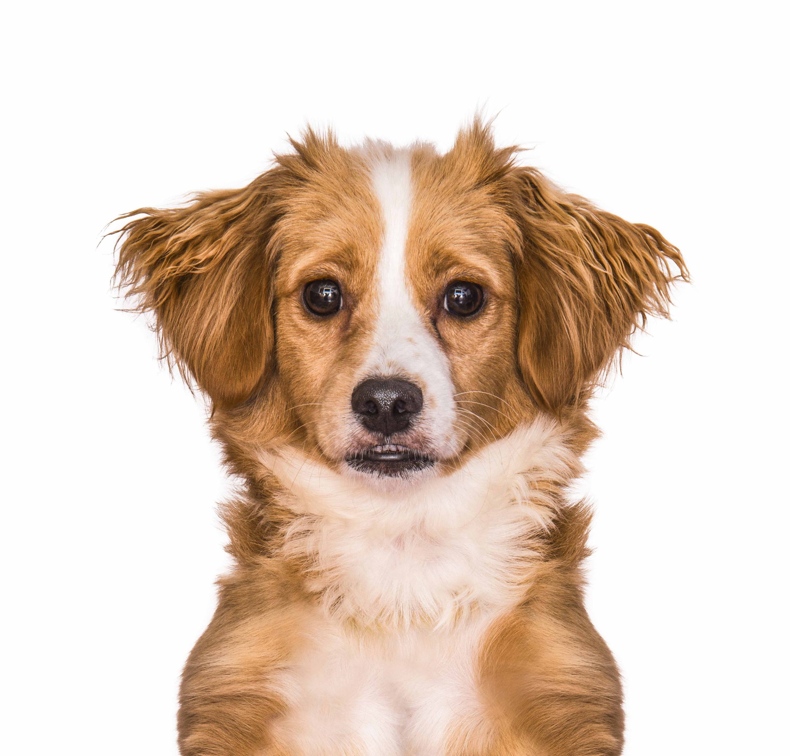 Mayhew and Burns Pet Nutrition launch exhibition showcasing animals in ...