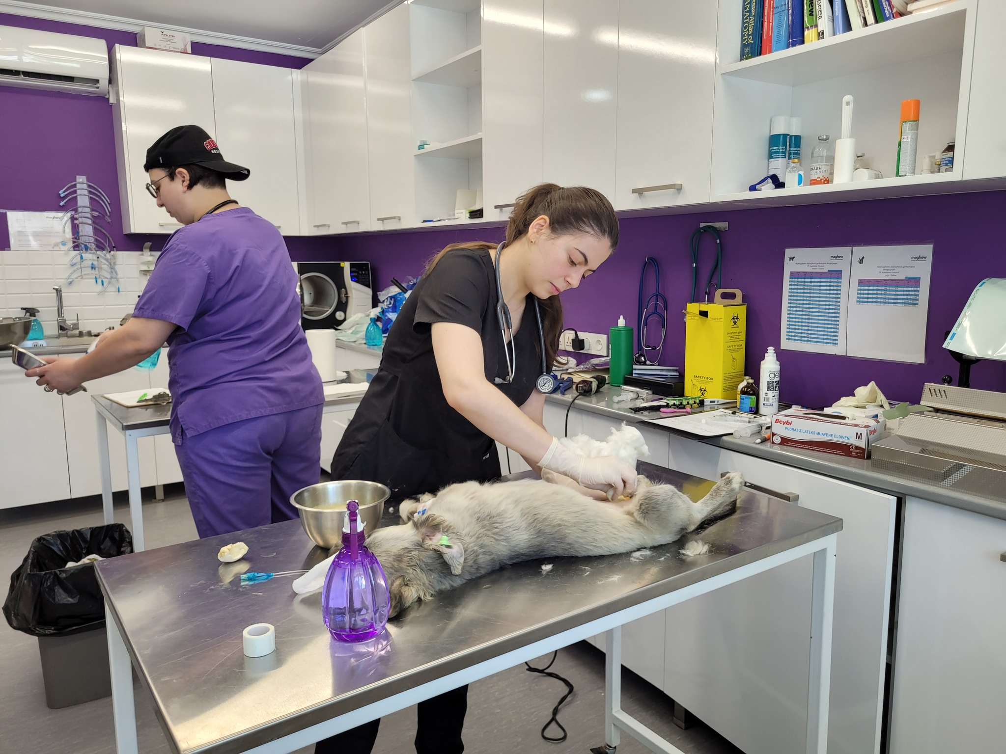 Veterinary intern blog: Maryna recounts her experience at Mayhew in ...