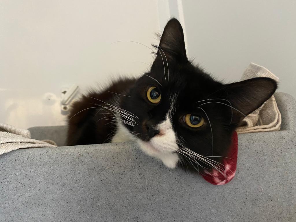 Thank you from Mayhew this World Animal Day - Mayhew