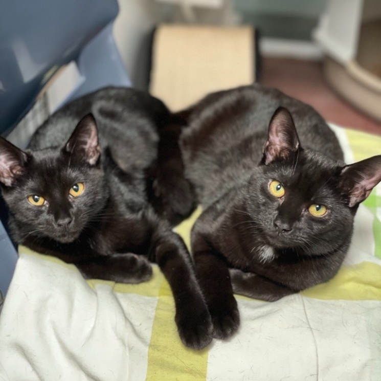 Black Cat Awareness Month – happily rehomed! - Mayhew