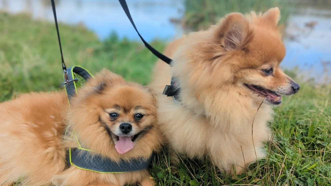 What's it like to rehome an older dog? - Mayhew