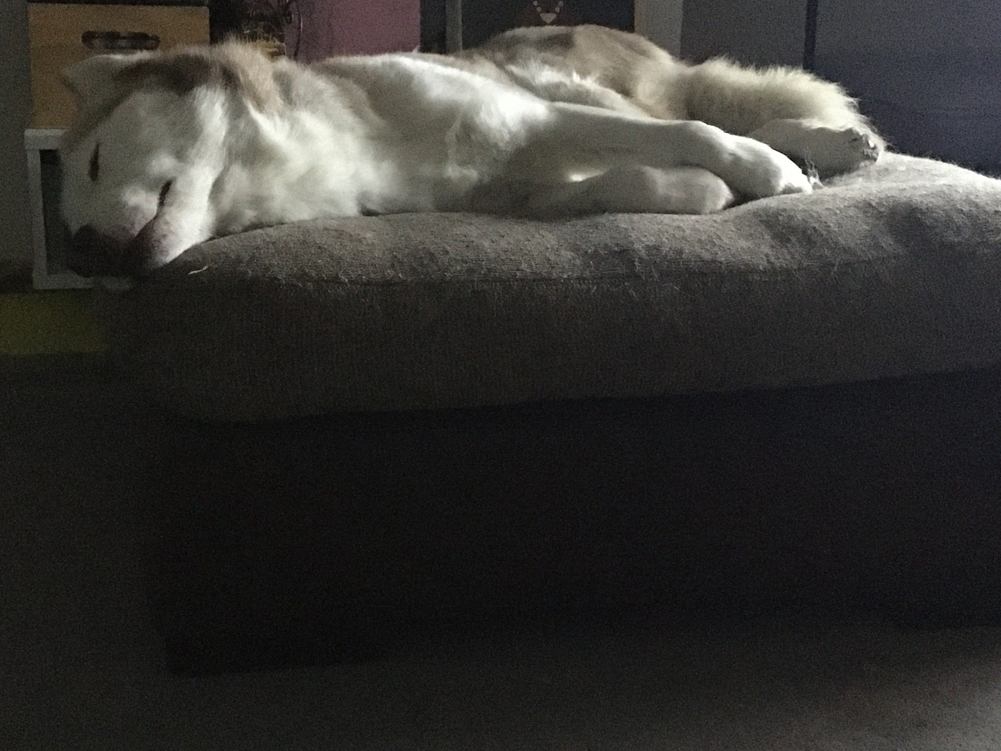 Casper the friendly dog! - Mayhew