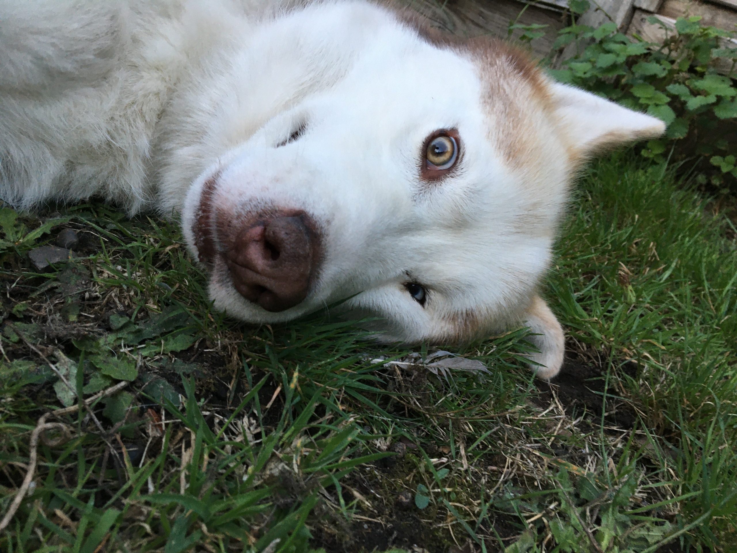 Mayhew International's Dr. Mo in Afghanistan Live Feed - Mayhew