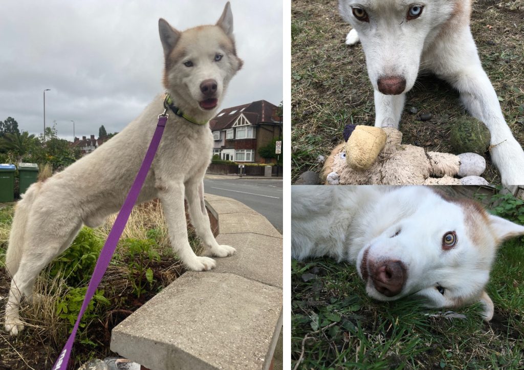 Casper the friendly dog! - Mayhew