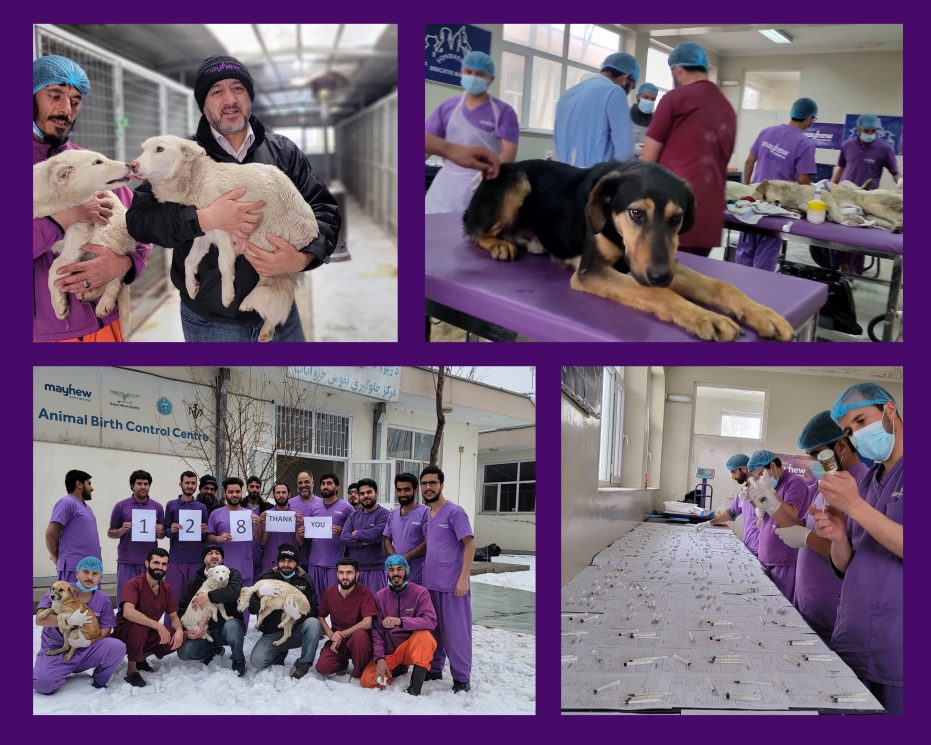 World Spay Day – how our international teams make a difference - Mayhew