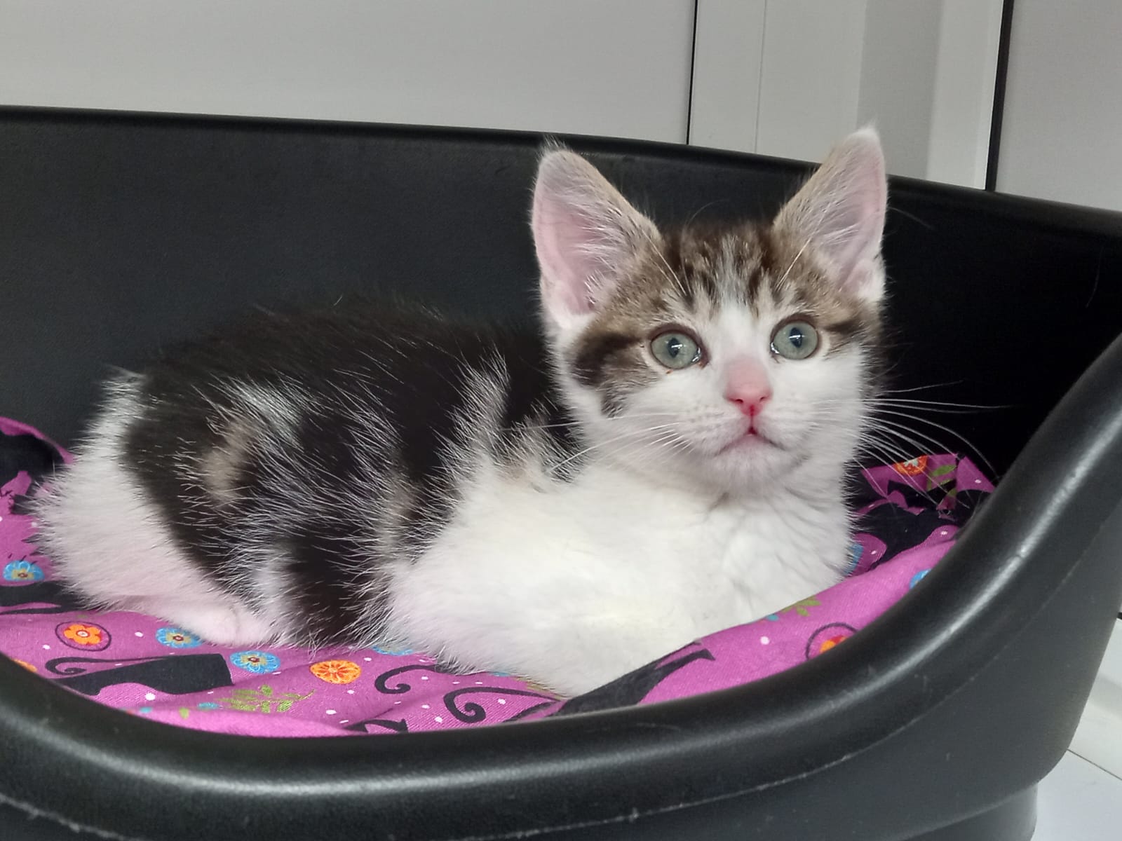 Confessions of a Kitten Foster Carer - Mayhew