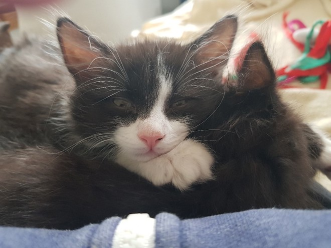Confessions of a Kitten Foster Carer - Mayhew