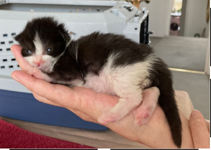 Confessions of a Kitten Foster Carer - Mayhew