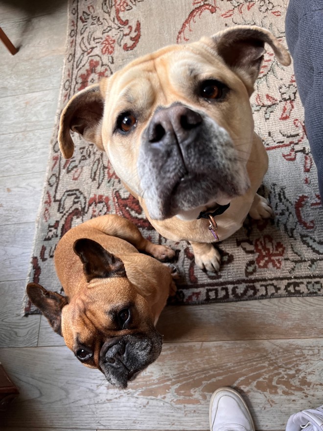 Confessions of a Dog Foster Carer - Mayhew