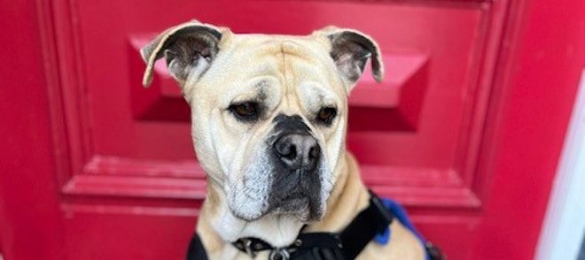 Confessions of a Dog Foster Carer - Mayhew
