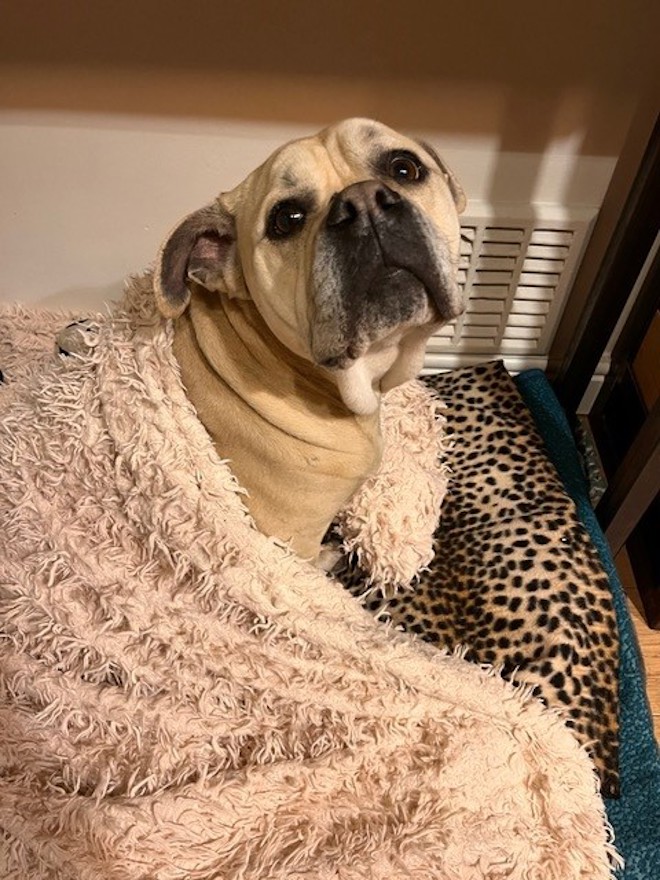 Confessions of a Dog Foster Carer - Mayhew