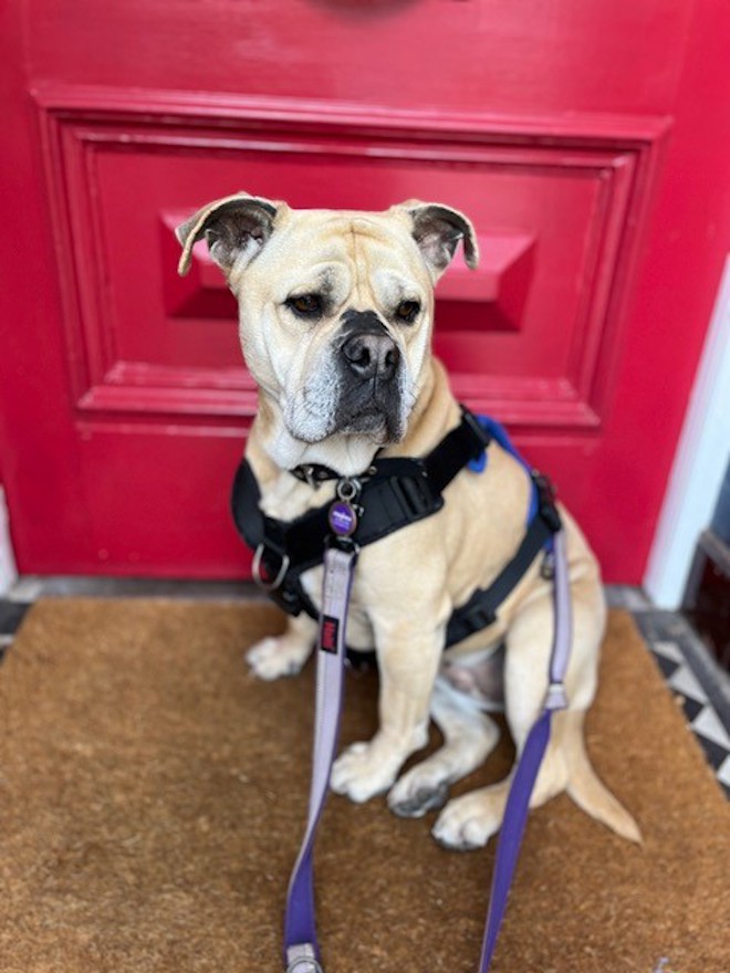 Confessions of a Dog Foster Carer - Mayhew