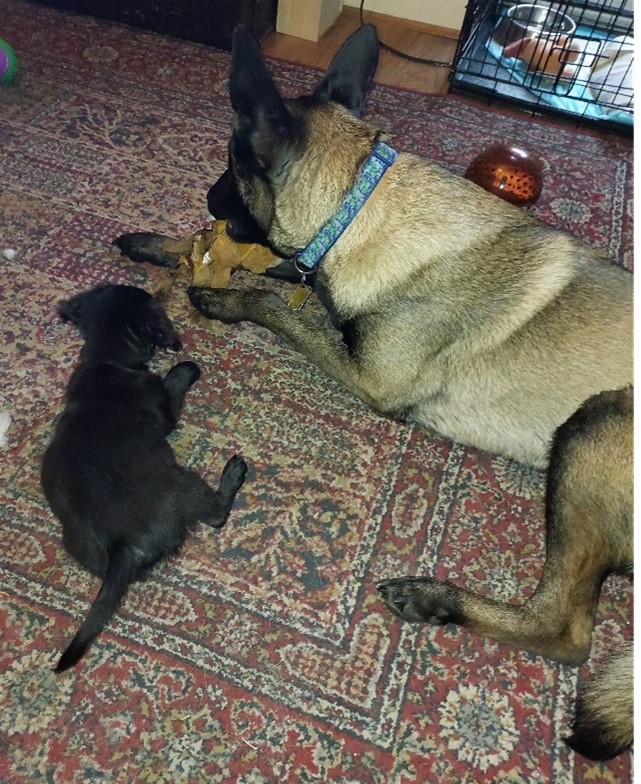 Confessions of a Dog Foster Carer - Mayhew