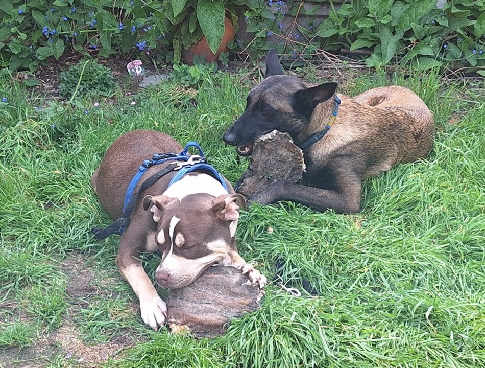 Confessions of a Dog Foster Carer - Mayhew