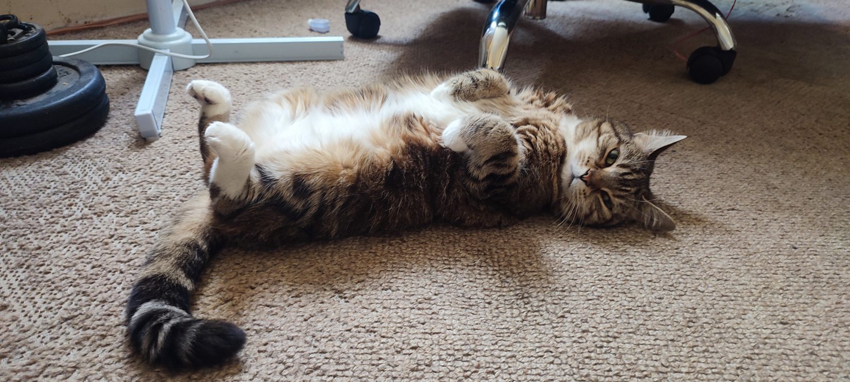 Confessions of a Cat Foster Carer - Mayhew