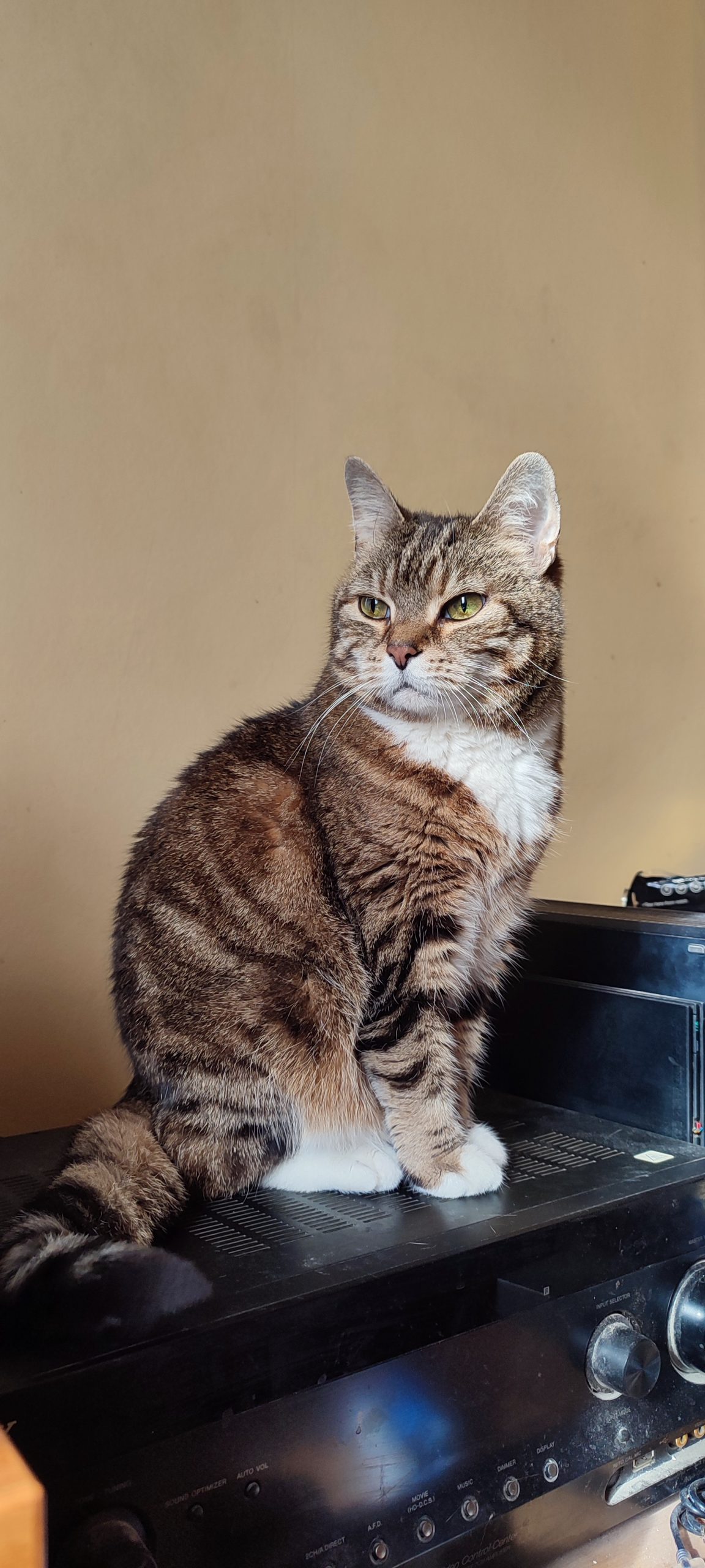 Confessions of a Cat Foster Carer - Mayhew