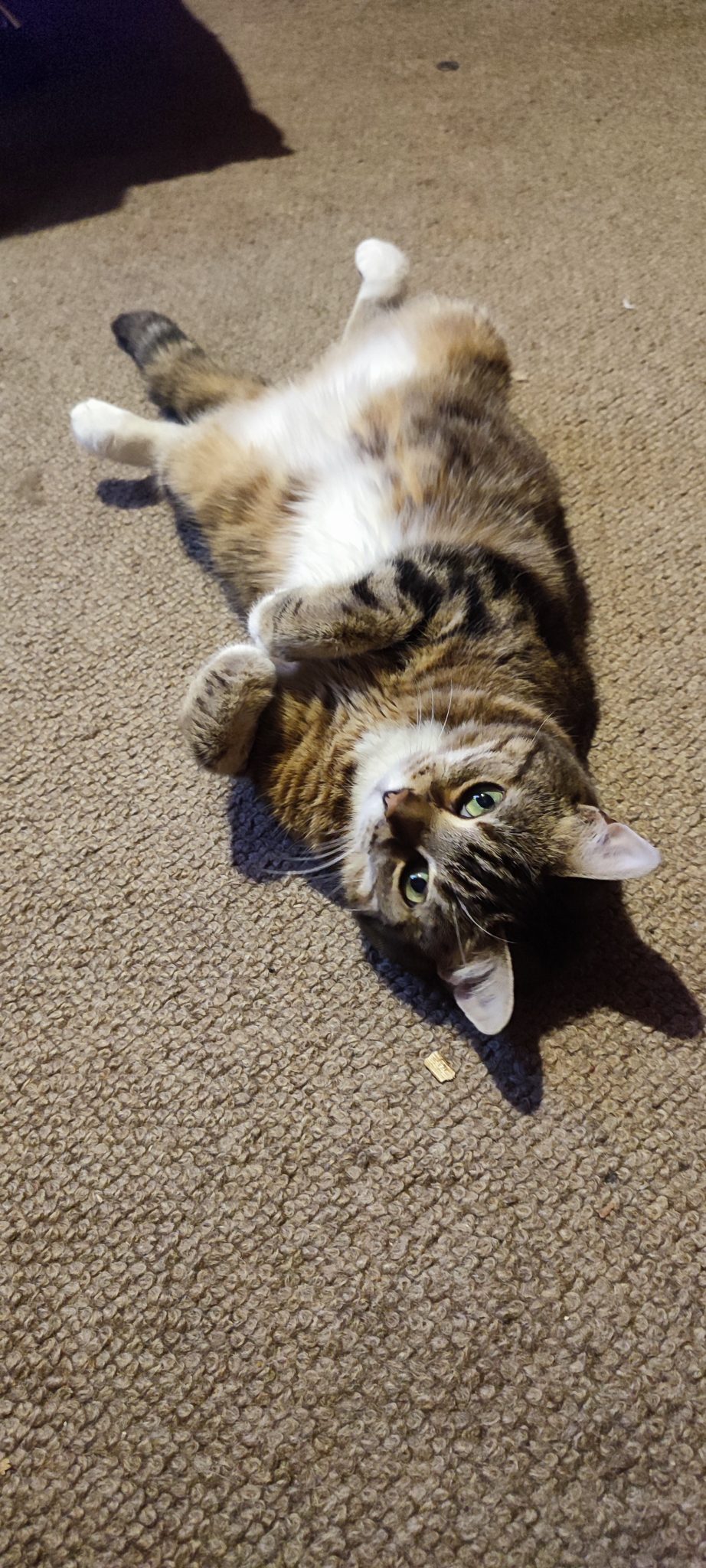 Confessions of a Cat Foster Carer - Mayhew