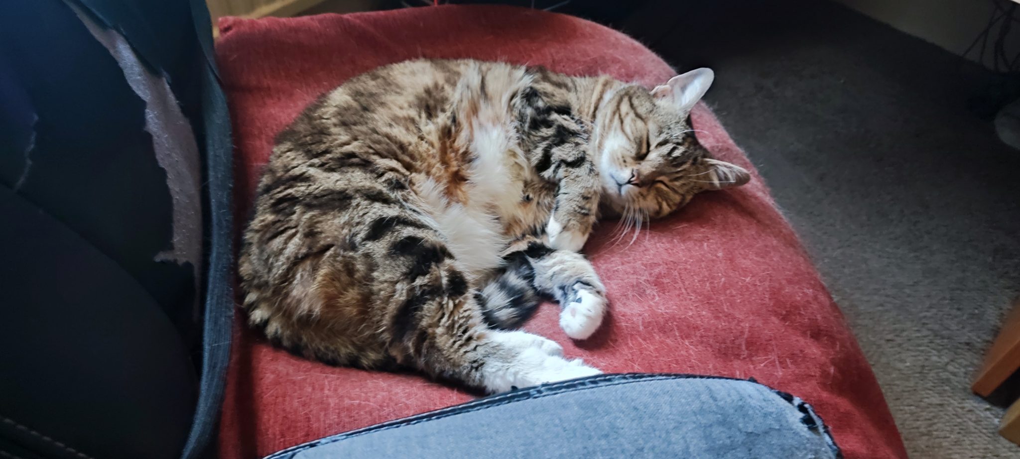 Confessions of a Cat Foster Carer - Mayhew
