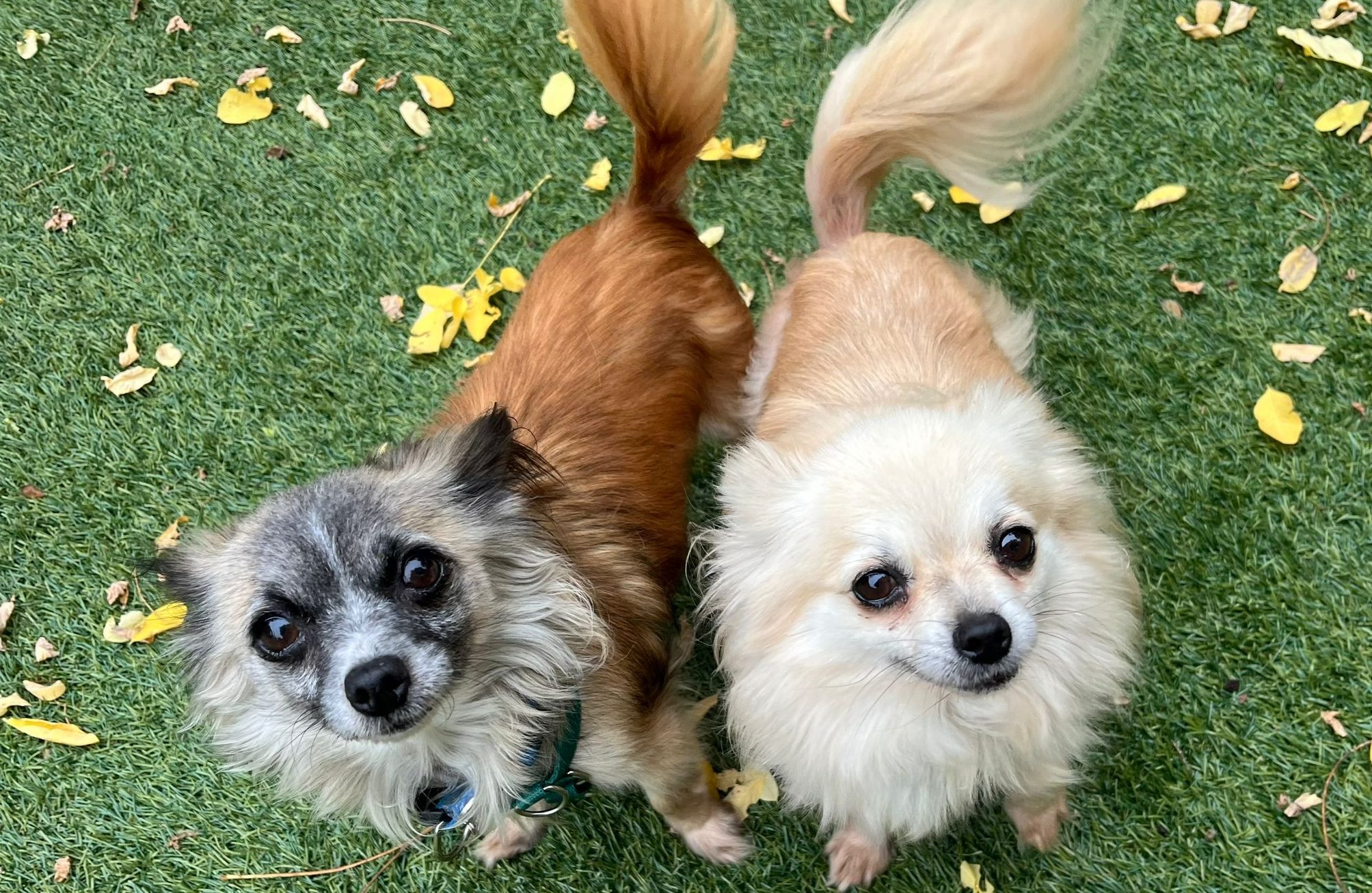 Trixie & Pixie - Mayhew
