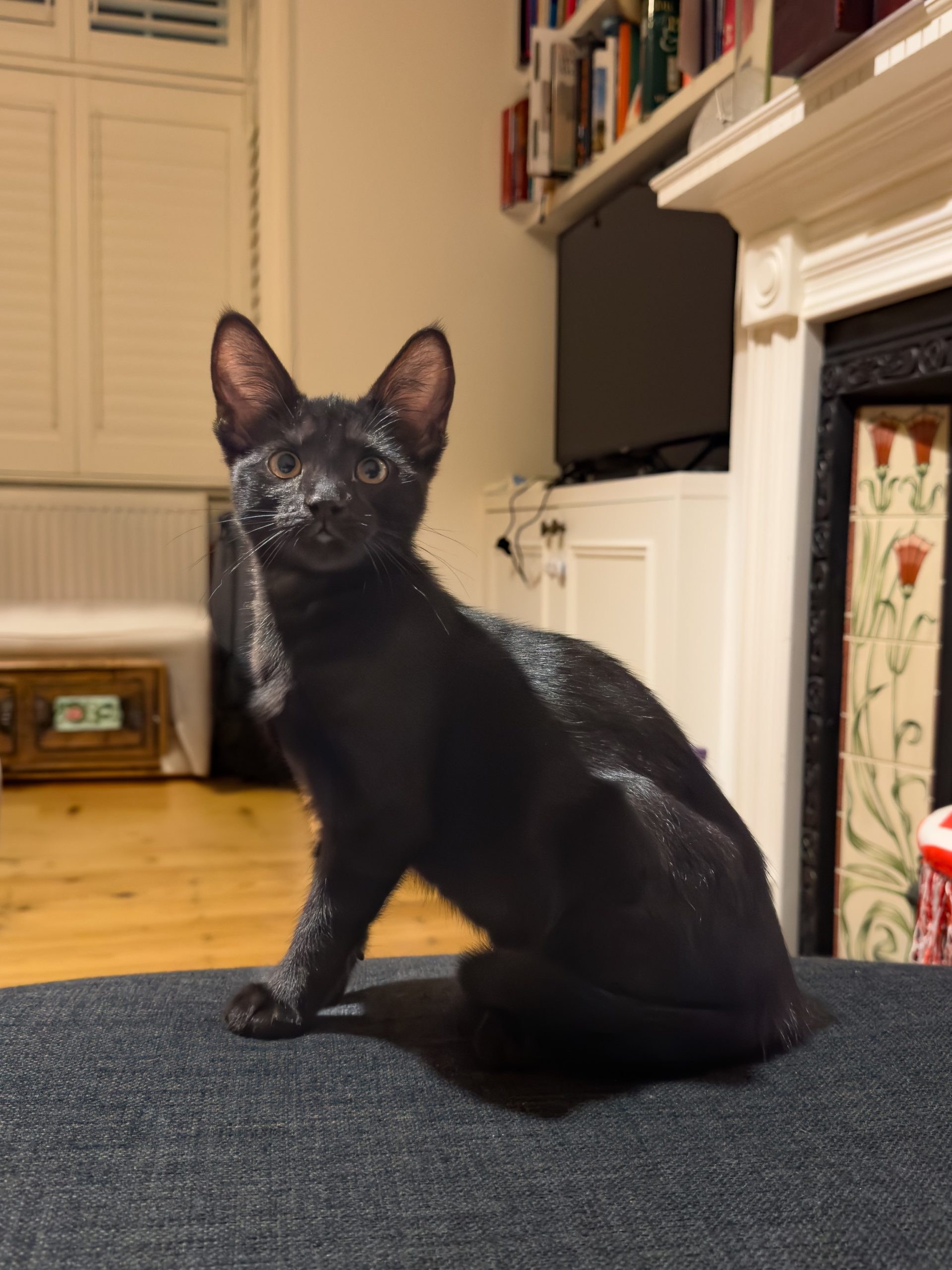 Confessions of a Cat Foster Carer - Mayhew