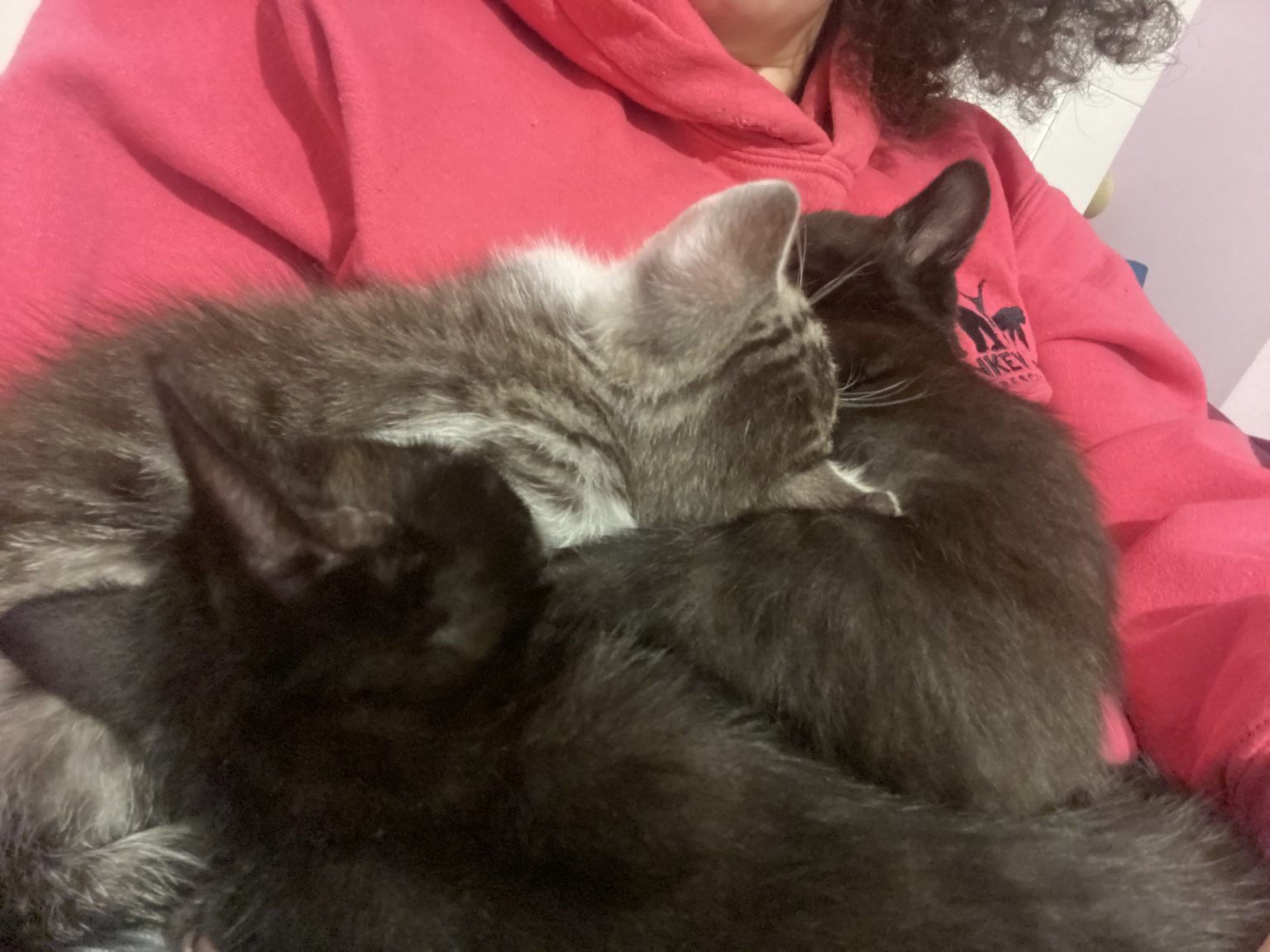 Confessions of a Cat Foster Carer - Mayhew