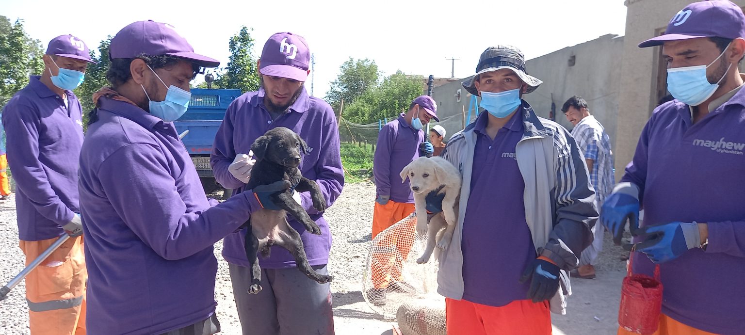 Mayhew shortlisted for the Charity Awards 2025 - Mayhew