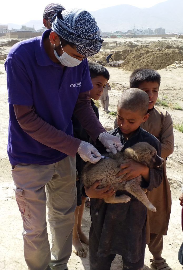 Mayhew shortlisted for the Charity Awards 2025 - Mayhew